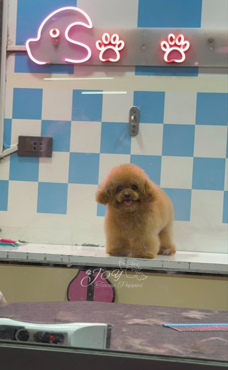 Poodle – Joy Puppy – Premium Korean Puppies for Sale | International ...