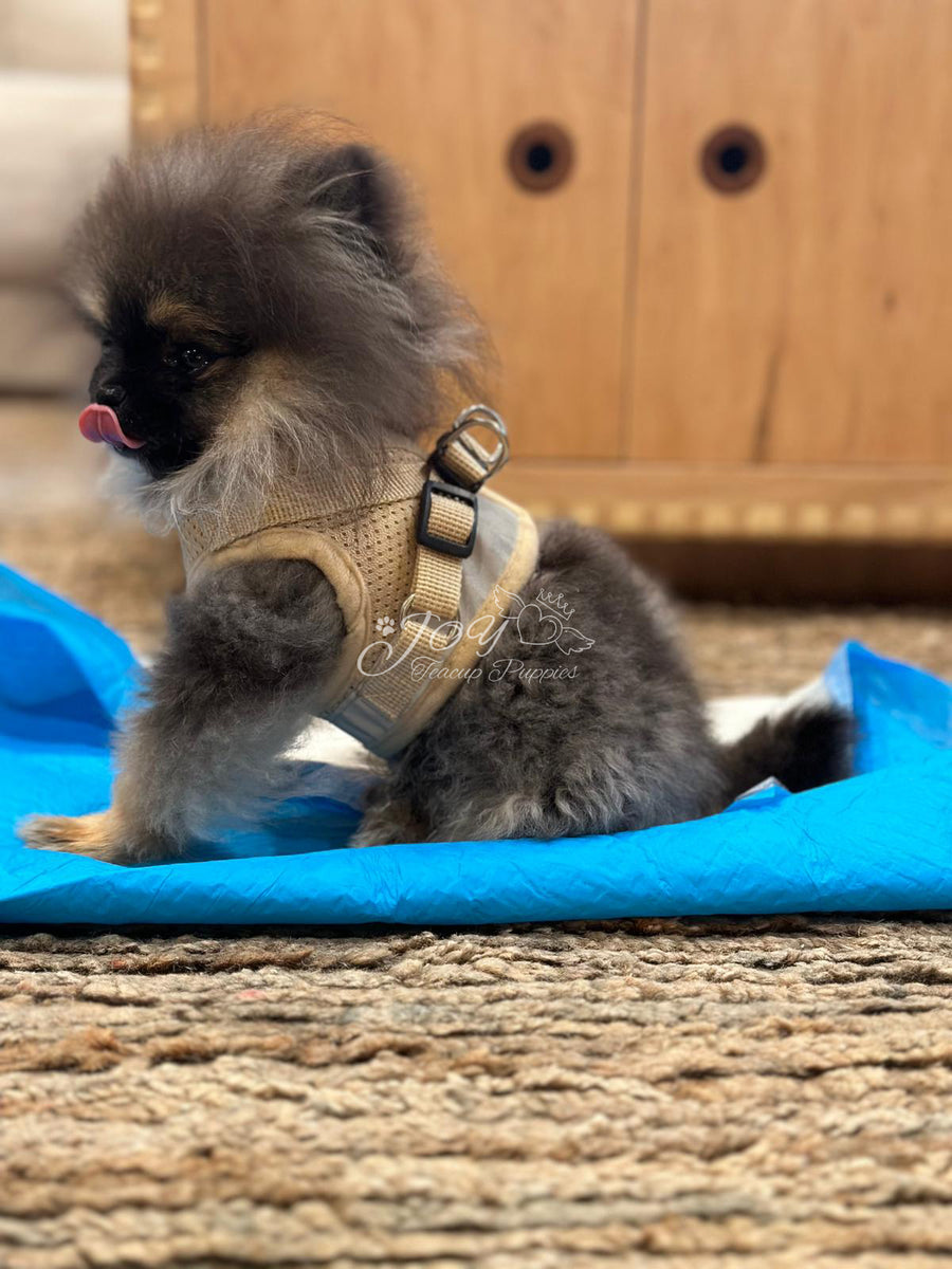 Pomeranian – Joy Puppy – Premium Korean Puppies for Sale ...
