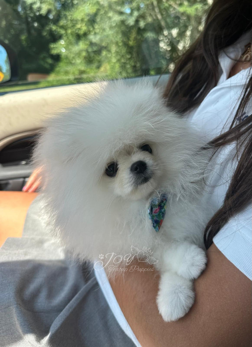 Pomeranian – Joy Puppy – Premium Korean Puppies for Sale ...