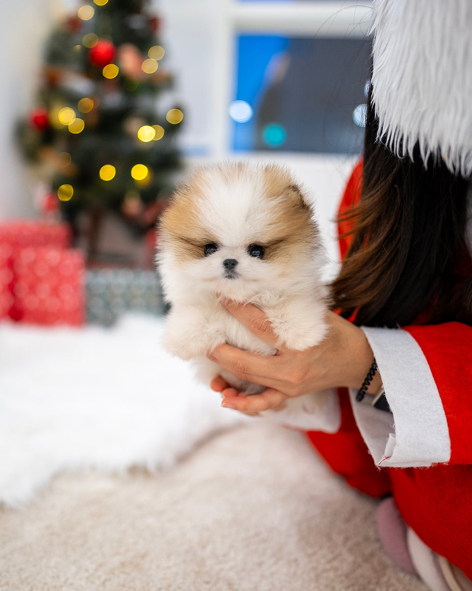 Pomeranian - Tobi – Joy Puppy – Premium Korean Puppies for Sale ...