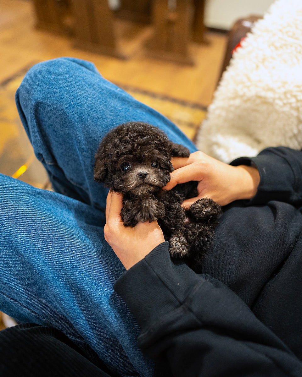 Poodle - Liam – Joy Teacuppuppy