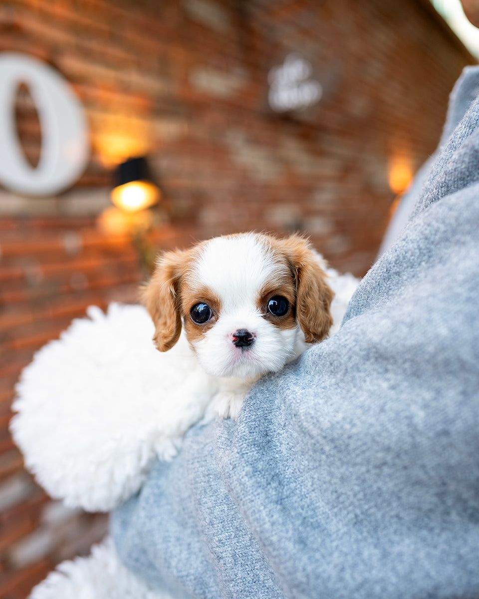 Cavalier King Charles Spaniel - Loki – Joy Teacuppuppy