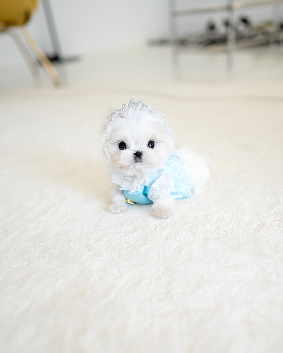 Maltese - David – Joy Puppy – Premium Korean Puppies for Sale ...