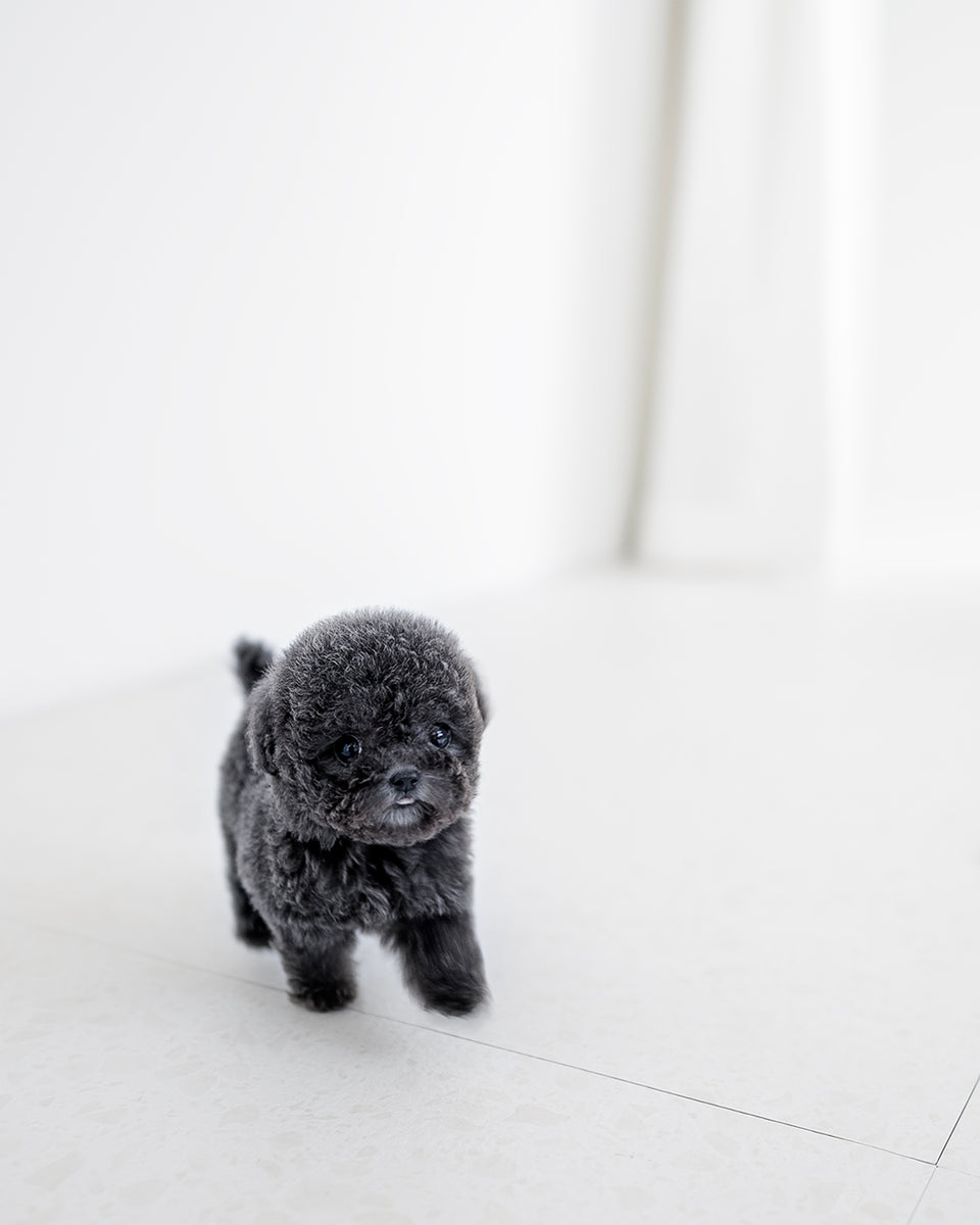 Poodle - Bella – Joy Puppy – Premium Korean Puppies for Sale ...