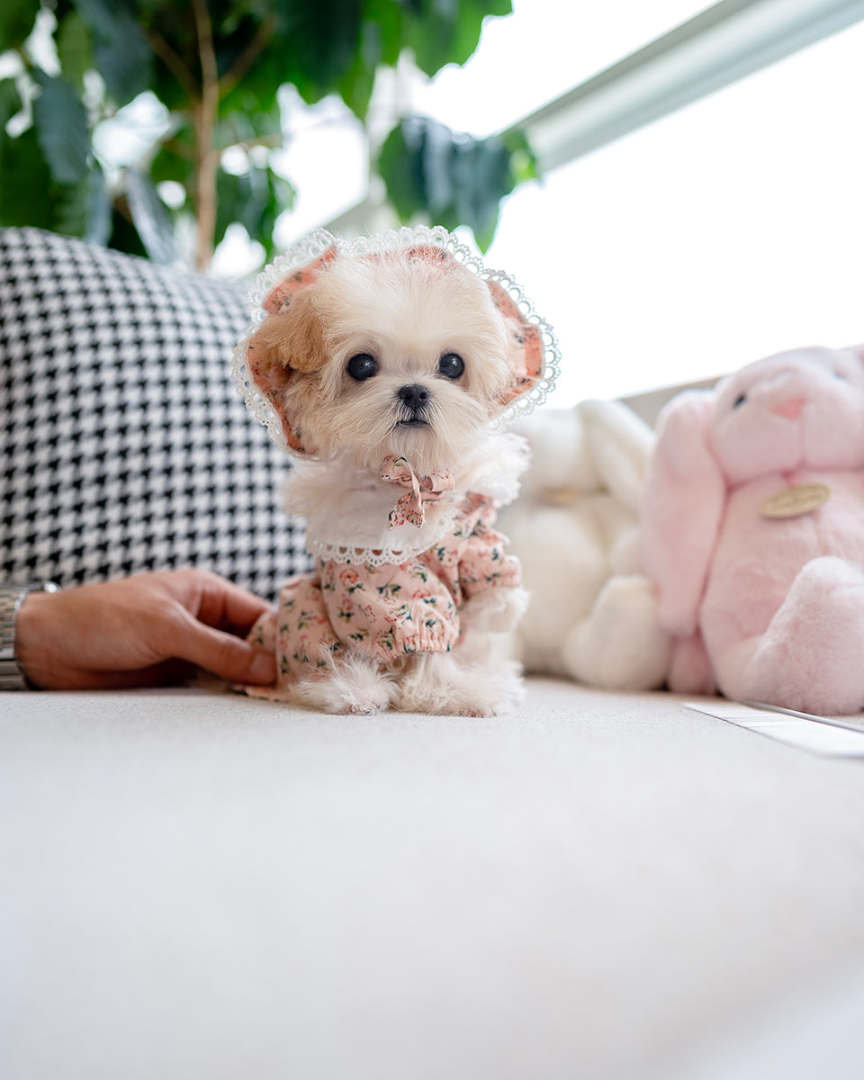 Maltipoo - Rose – Joy Puppy – Premium Korean Puppies for Sale ...