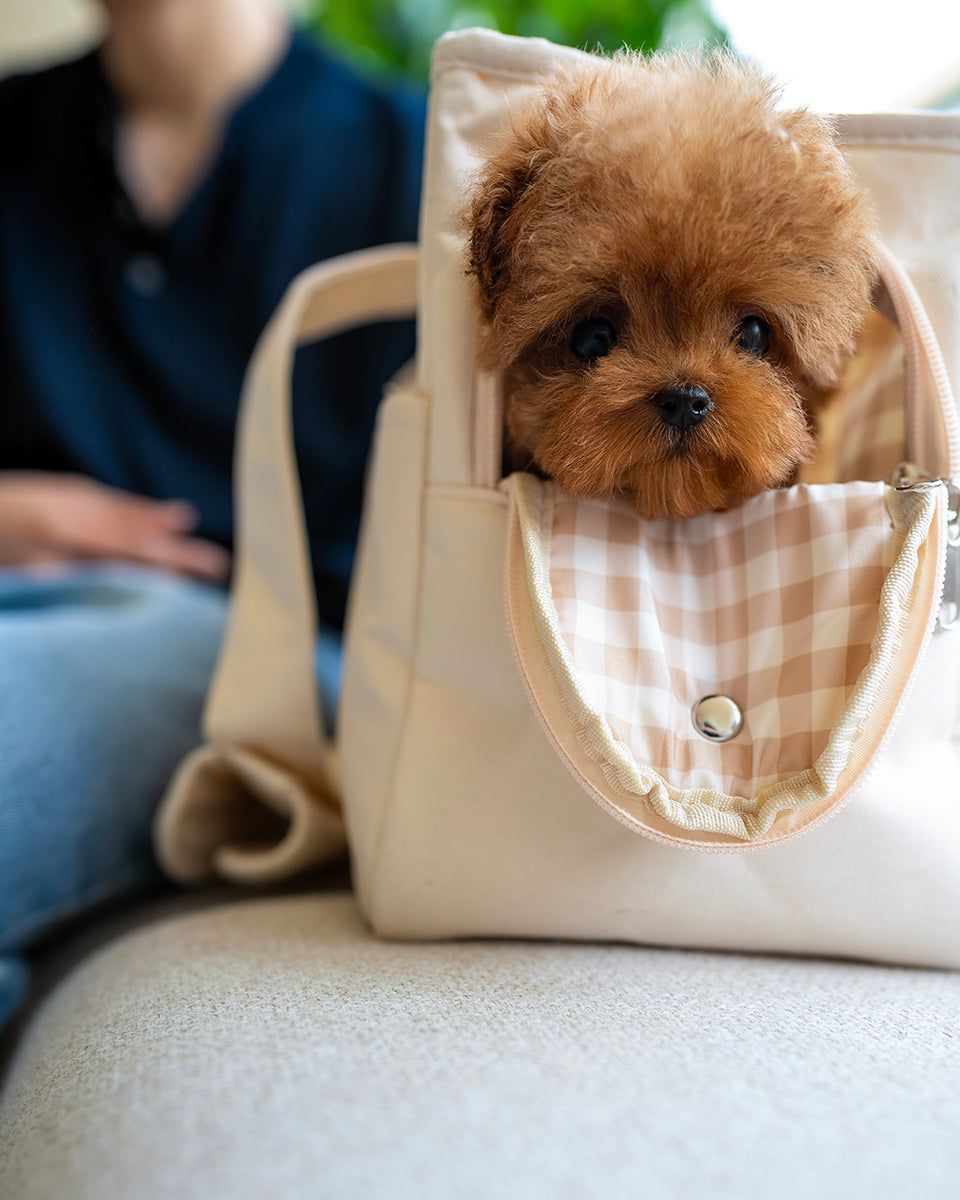 Poodle - Kimchi – Joy Teacuppuppy