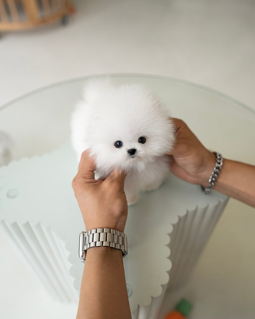 Joy teacup puppies. Korea pups – Joy Teacuppuppy