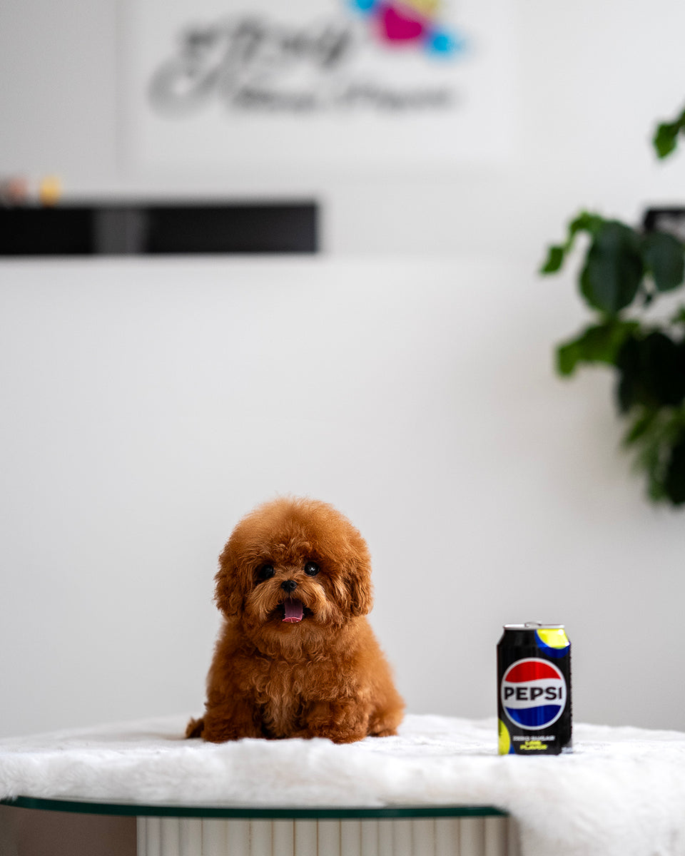 Poodle - Alexander – Joy Teacuppuppy