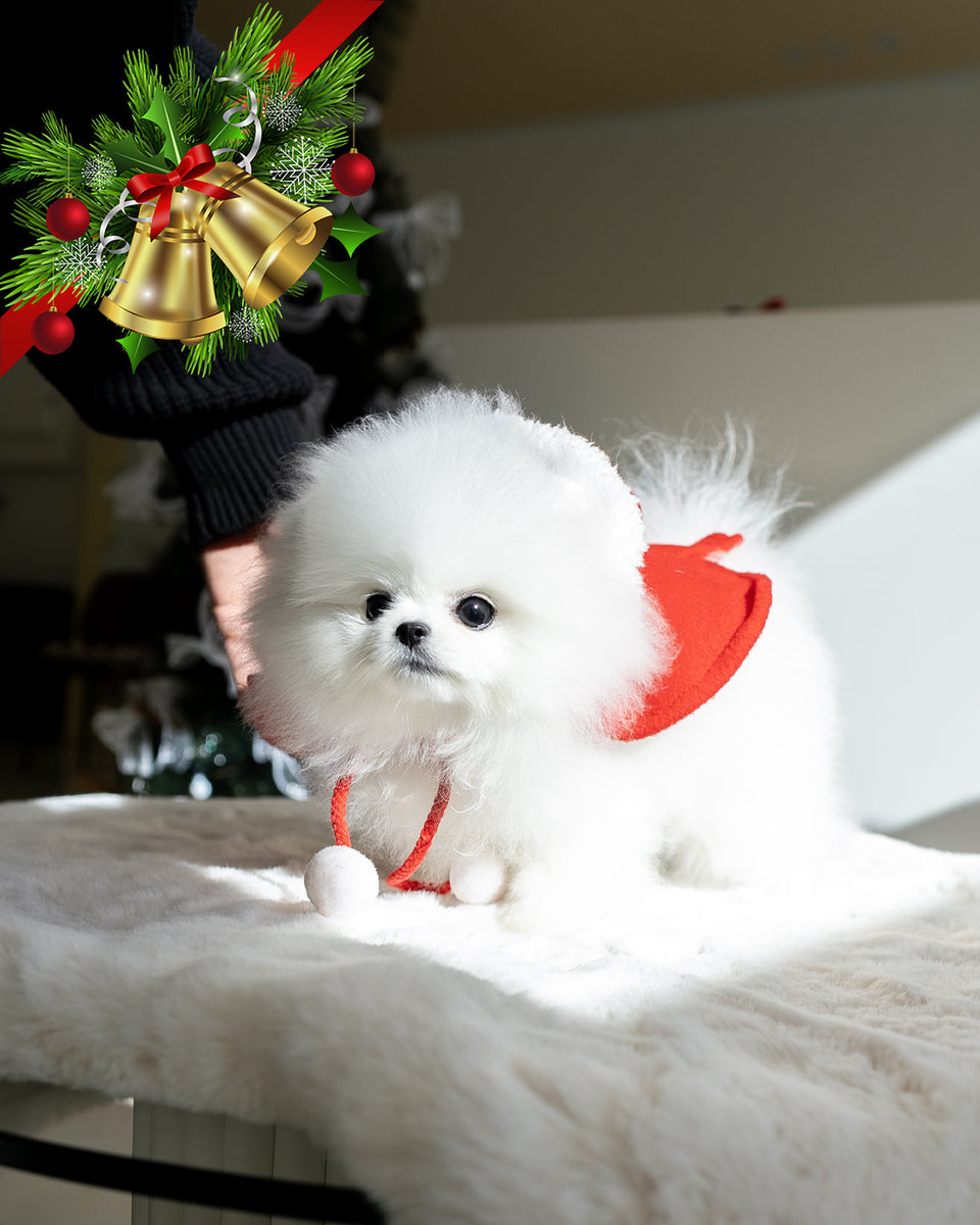 Pomeranian - Coco – Joy Puppy – Premium Korean Puppies for Sale ...