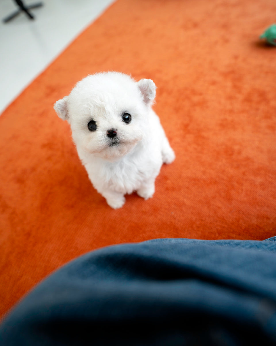 Bichon Frise - Pearl – Joy Puppy – Premium Korean Puppies for Sale ...