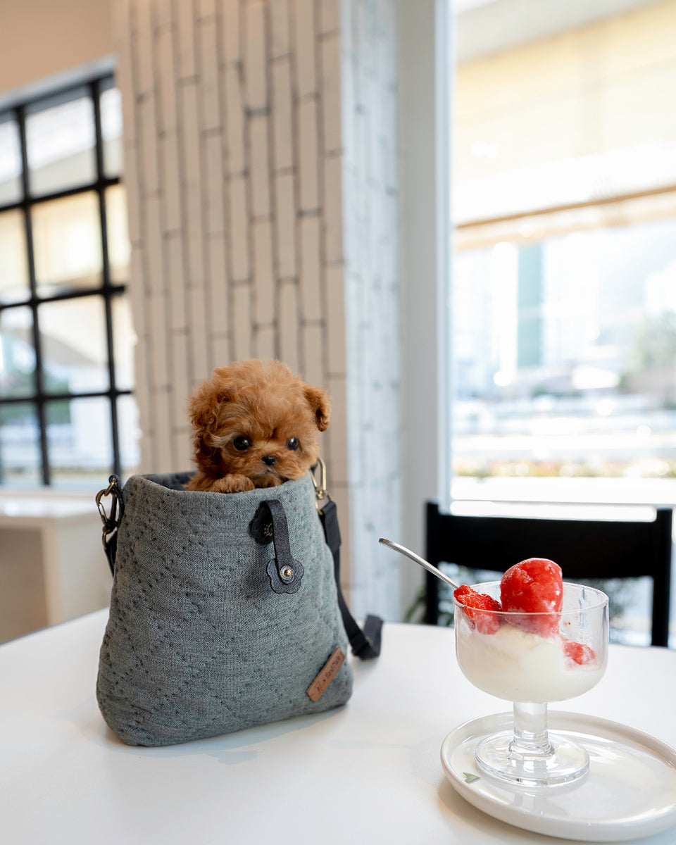 Maltipoo - Chestnut – Joy Teacuppuppy