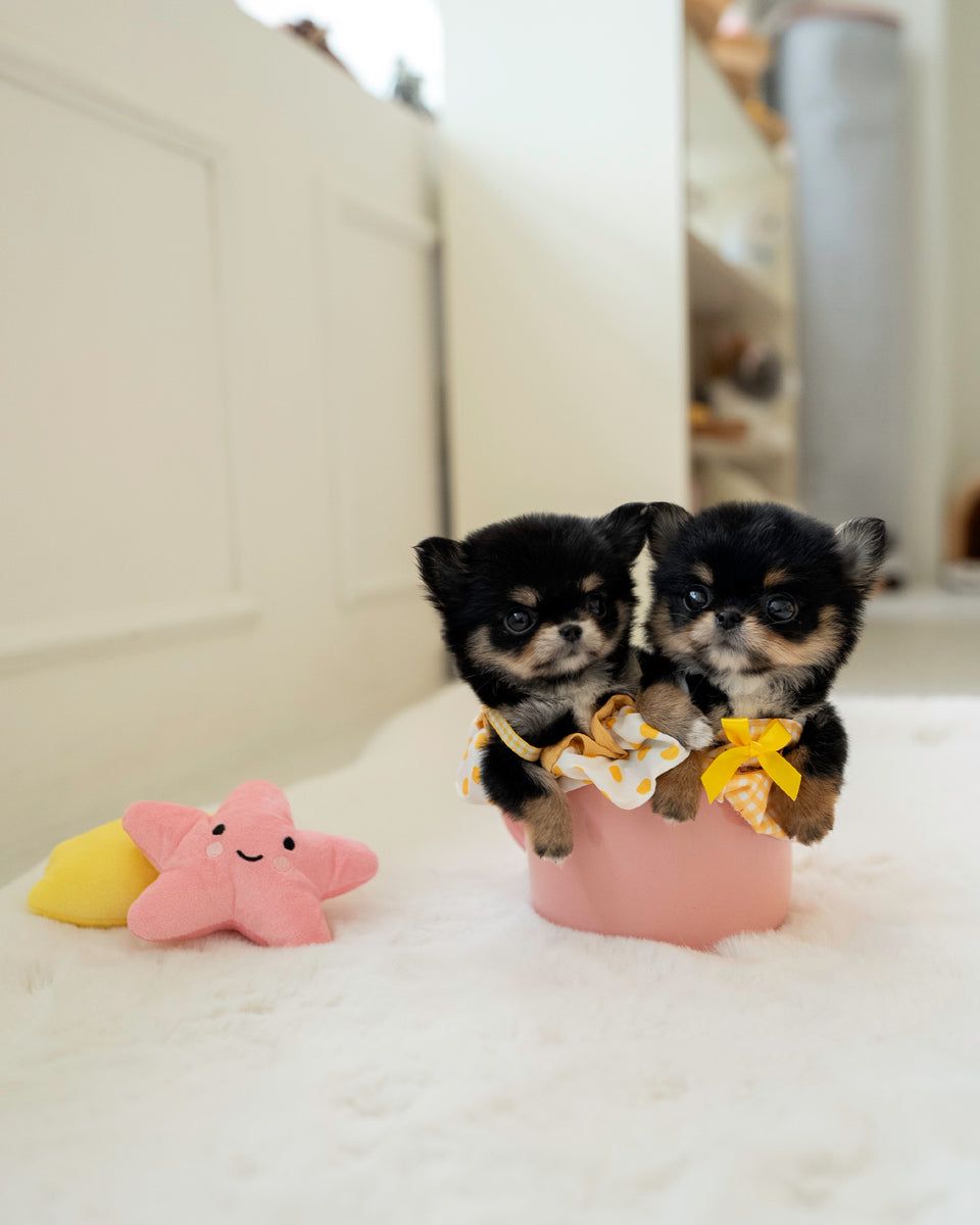 Chihuahua - Mimi & Momo – Joy Puppy – Premium Korean Puppies for Sale ...