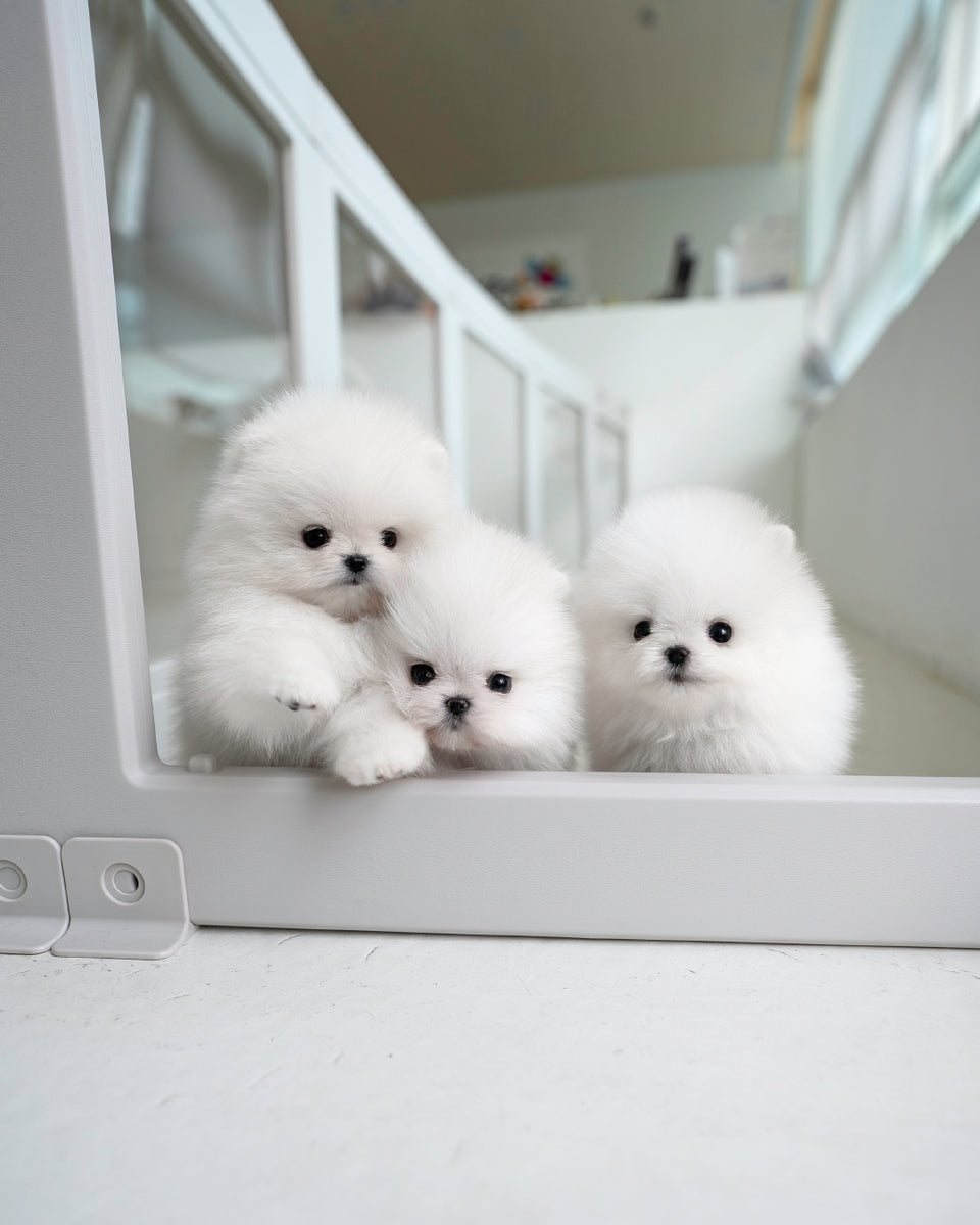 Pomeranian - Star&Moon&Sun – Joy Puppy – Premium Korean Puppies for ...