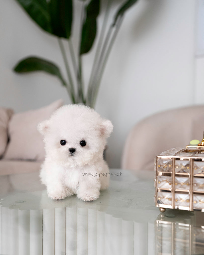 Joy Puppy – Premium Korean Puppies for Sale | International Shipping