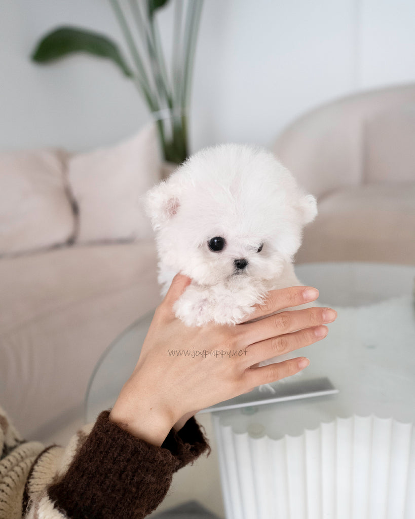 Joy Puppy – Premium Korean Puppies for Sale | International Shipping