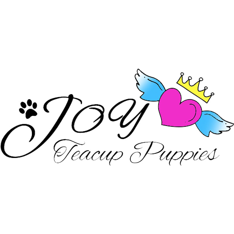 Joy Puppy – Premium Korean Puppies for Sale | International Shipping